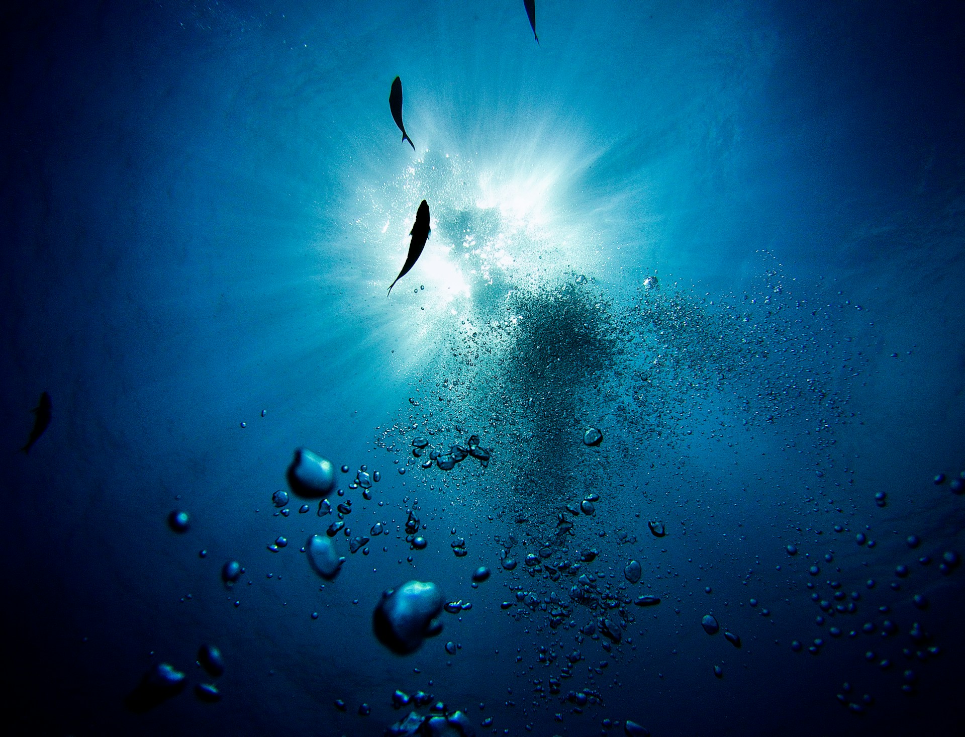 Pesca in apnea subacquea: tecniche e attrezzature da pro | HiNelson