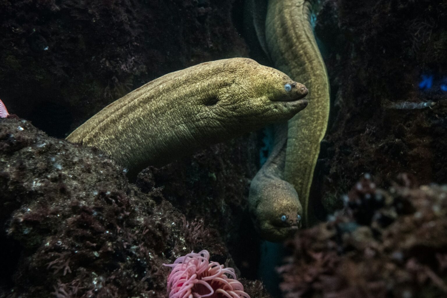 Tecniche di pesca subacquea: sicurezza e attrezzatura | HiNelson